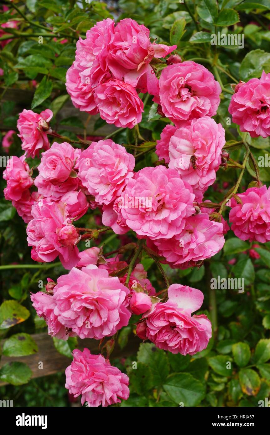 Pink shrub roses in a cottage garden Stock Photo - Alamy