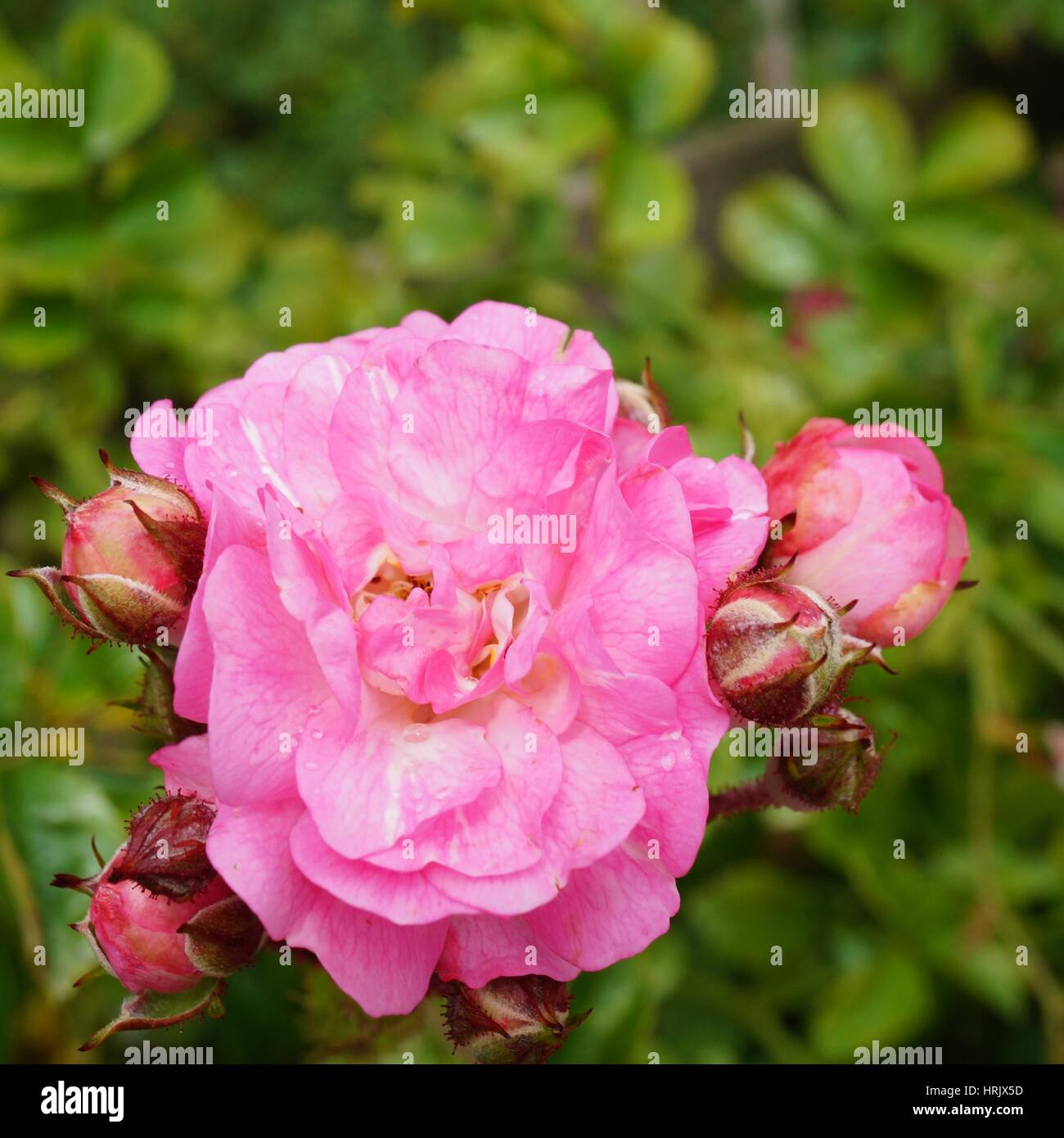 Pink shrub roses in a cottage garden Stock Photo - Alamy