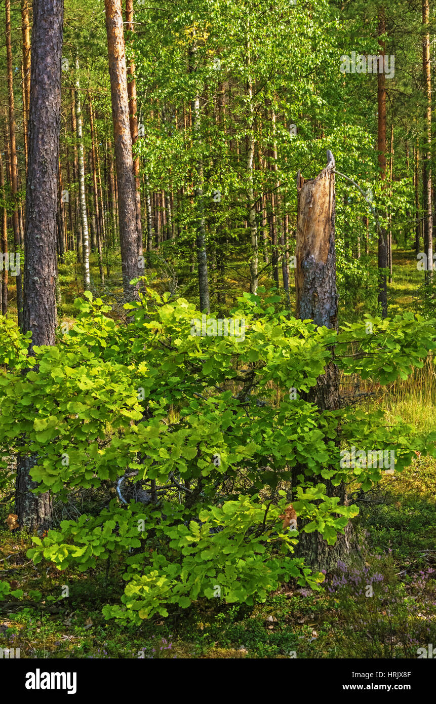 Summer forest landscape Stock Photo - Alamy