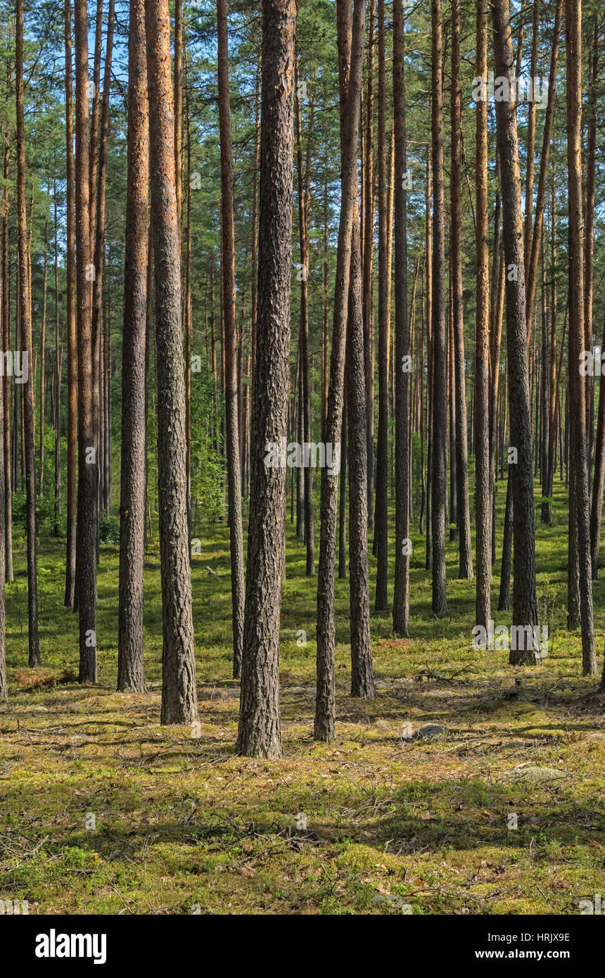 Summer forest landscape Stock Photo - Alamy