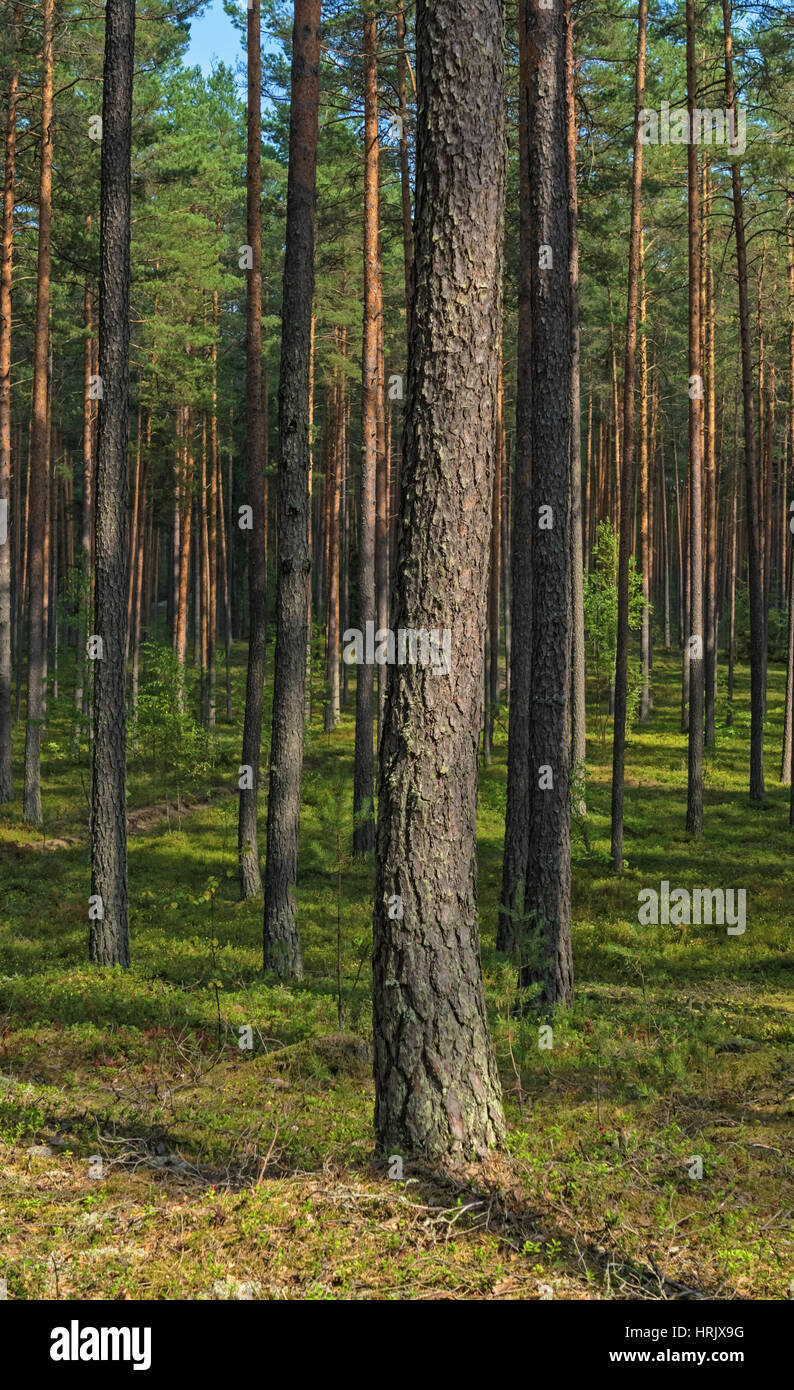 Summer forest landscape Stock Photo - Alamy
