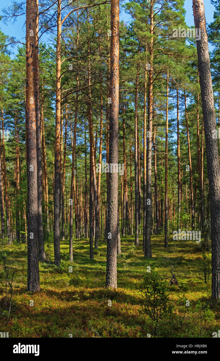 Summer forest landscape Stock Photo - Alamy