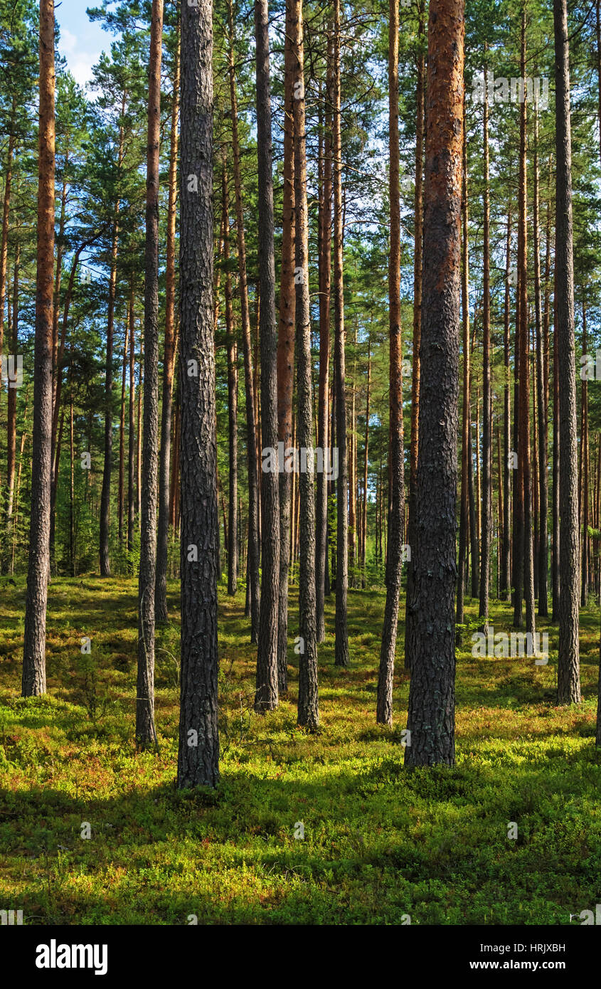 Summer forest landscape Stock Photo - Alamy