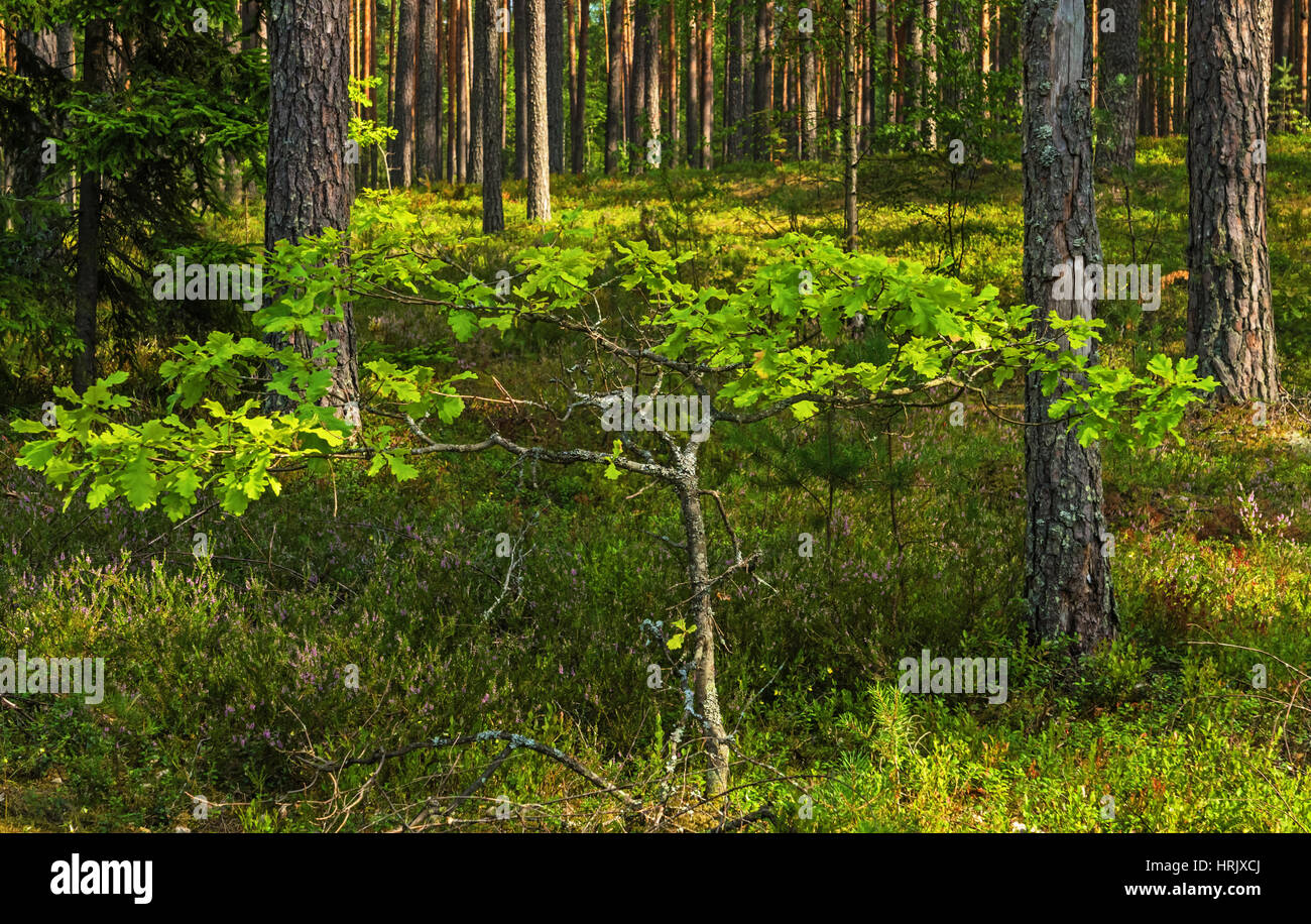 Summer forest landscape Stock Photo - Alamy