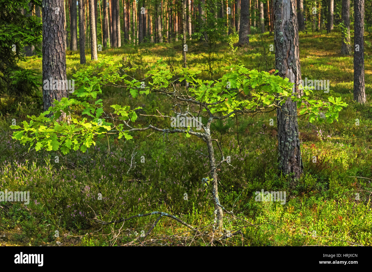 Summer forest landscape Stock Photo - Alamy