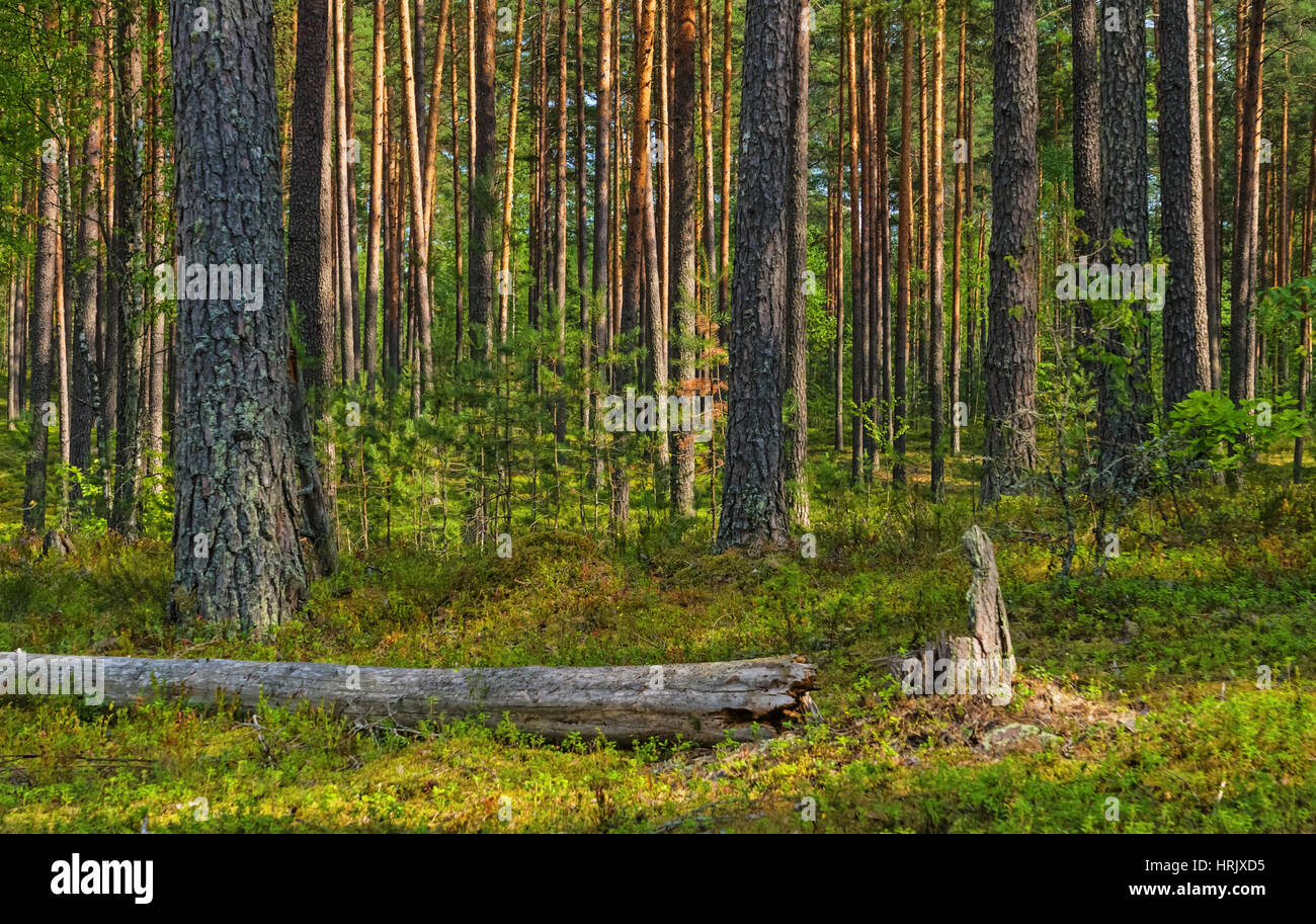 Summer forest landscape Stock Photo - Alamy