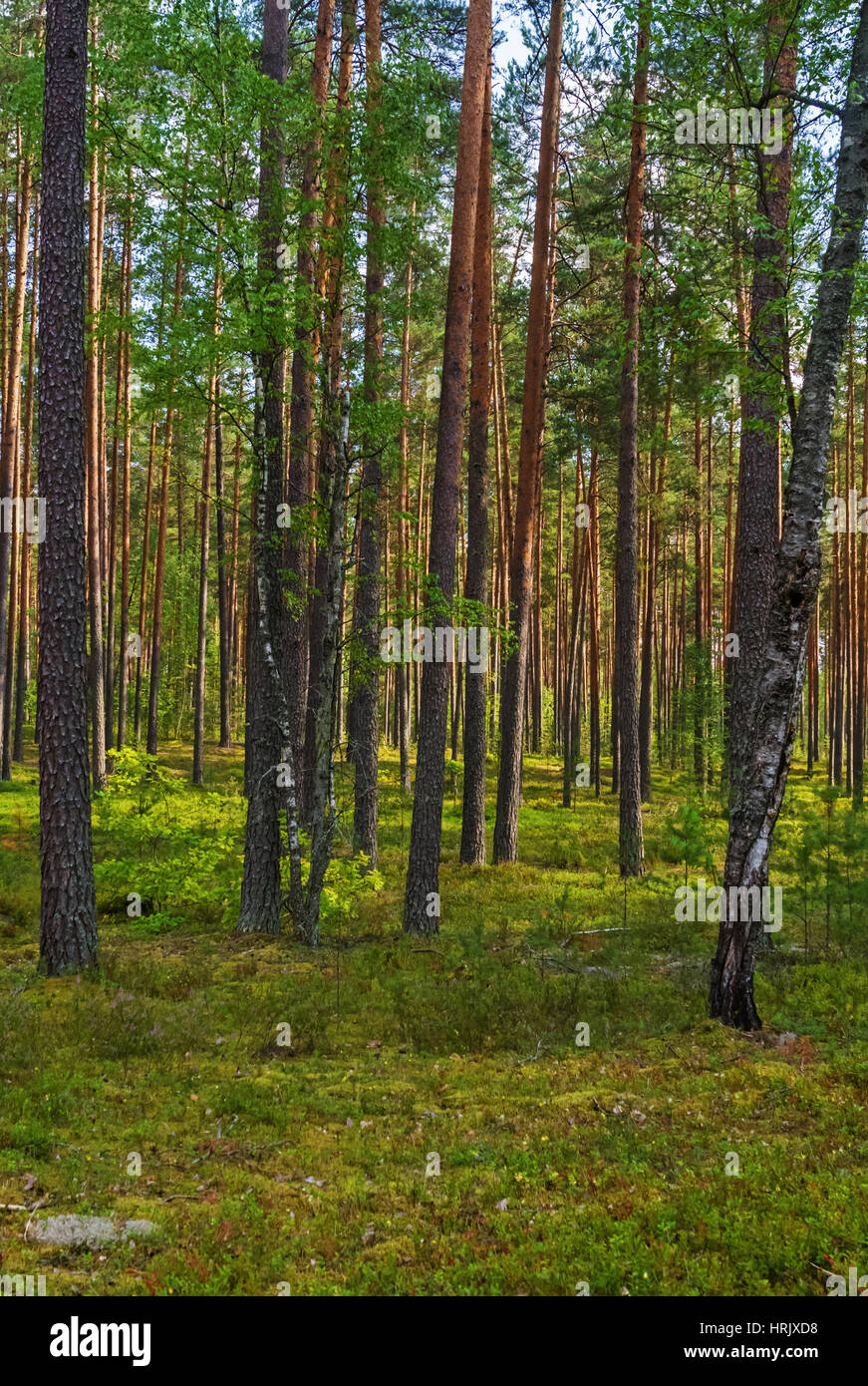 Summer forest landscape Stock Photo - Alamy