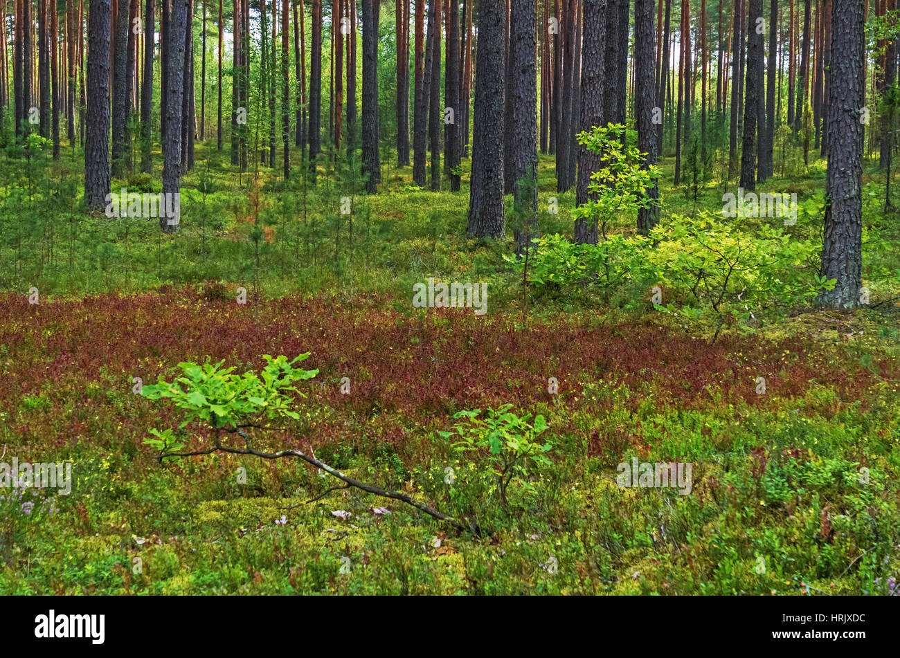 Summer forest landscape Stock Photo - Alamy