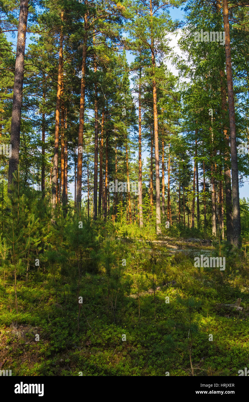 Summer forest landscape Stock Photo - Alamy