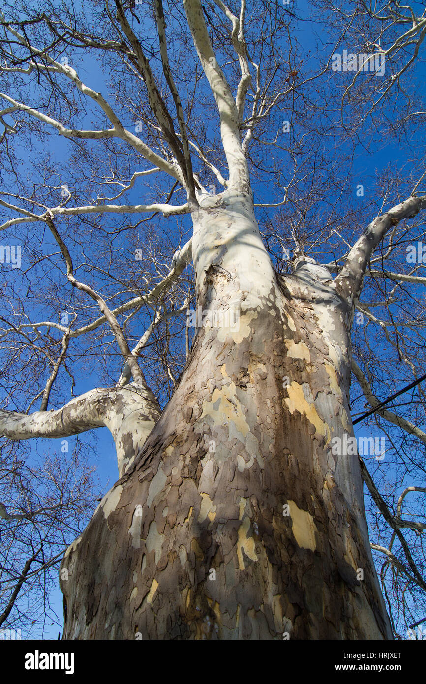 bottom to top vertical view of a white tree trunk and branches with no ...