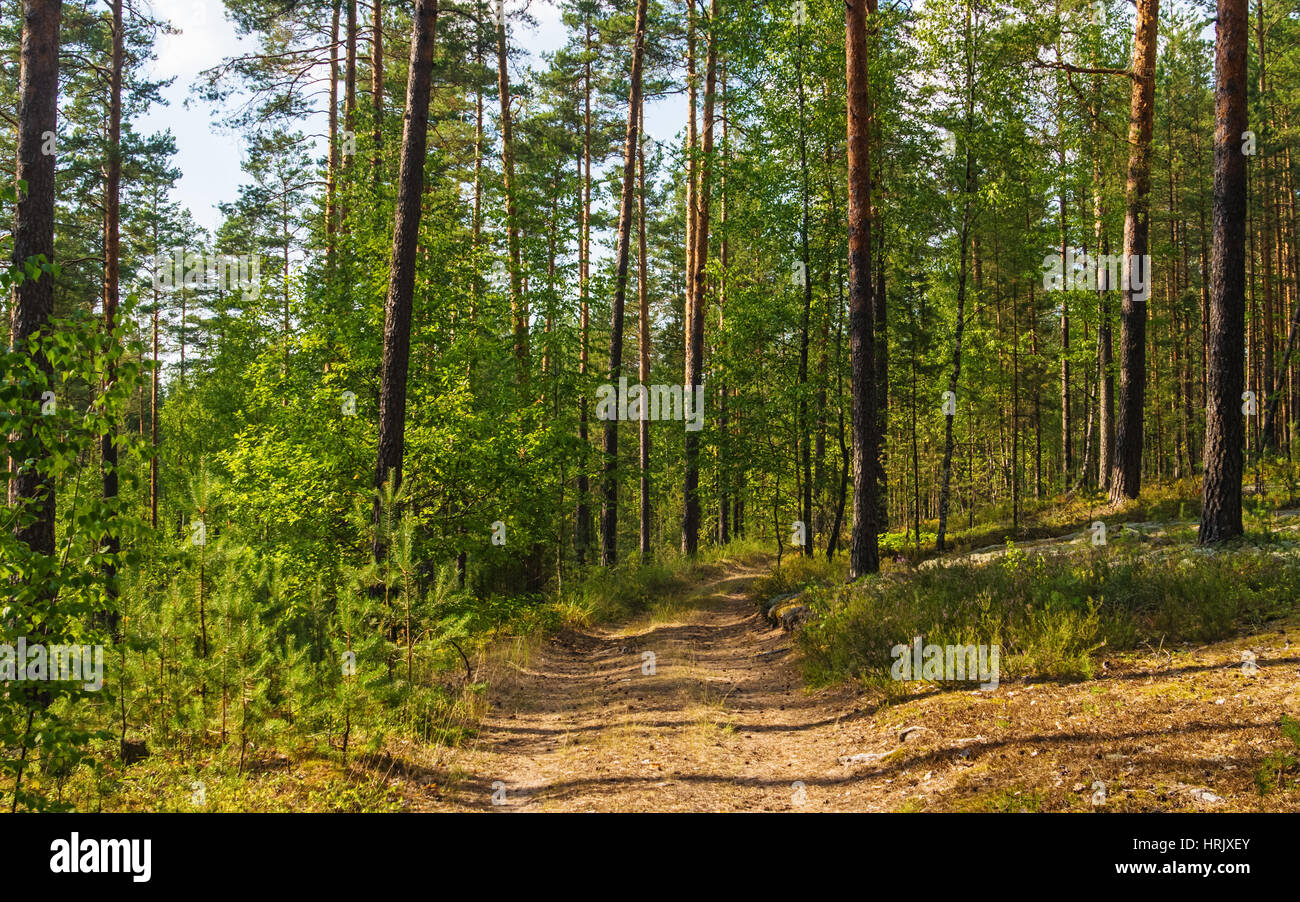 Road on pine forest Stock Photo - Alamy