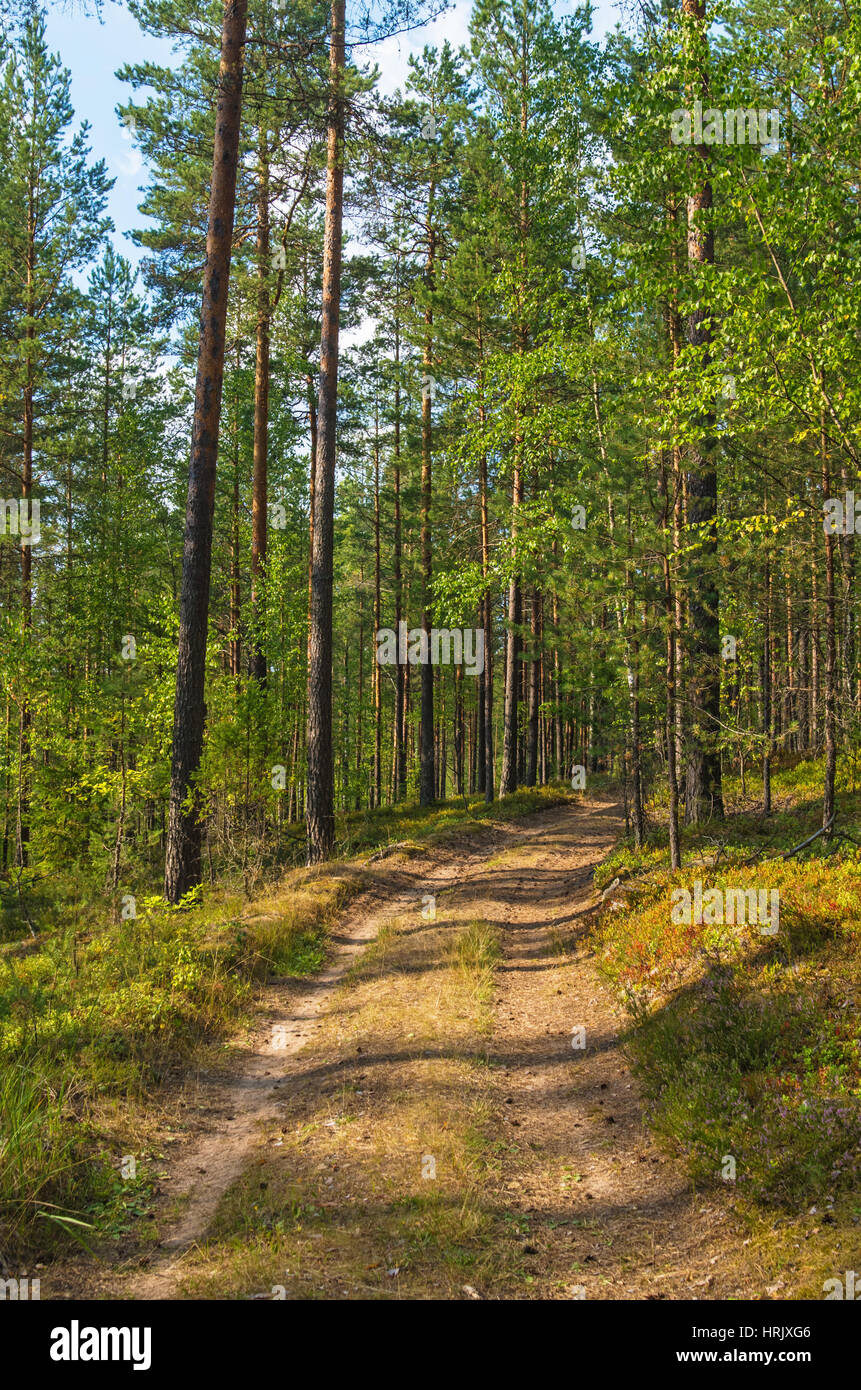 Road on pine forest Stock Photo - Alamy