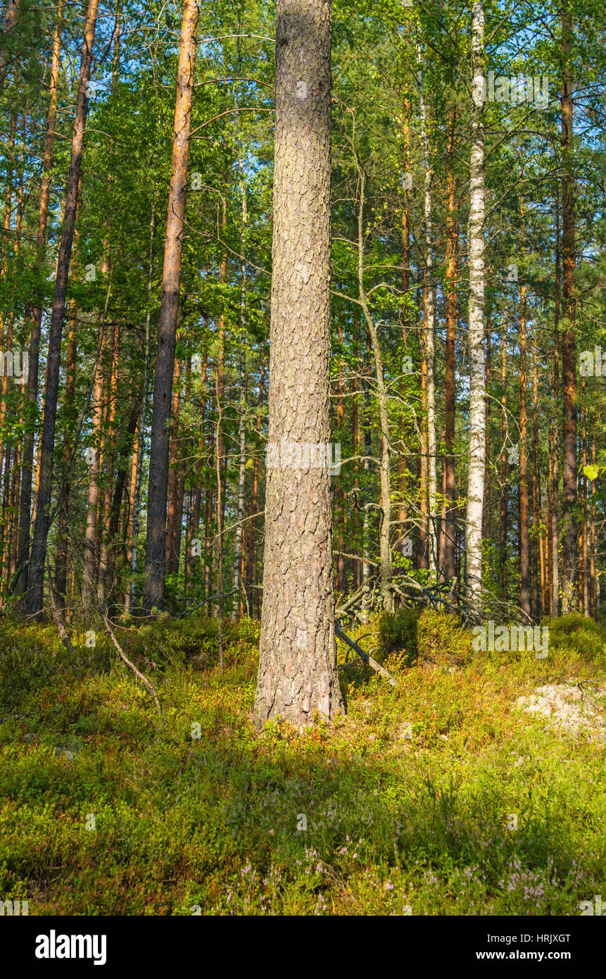 Summer forest landscape Stock Photo - Alamy