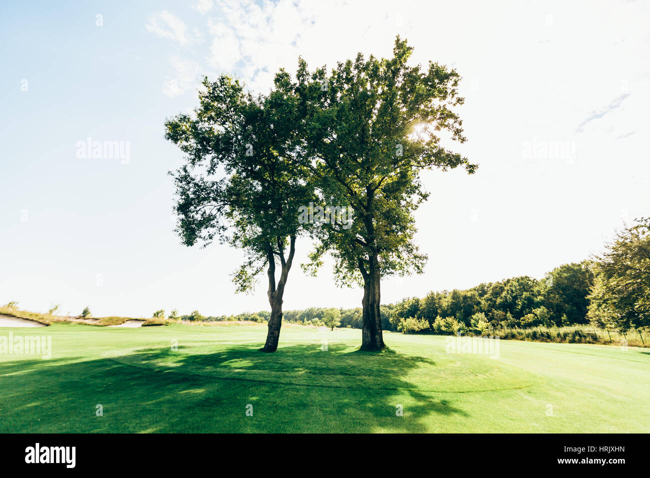 Two romantic trees on field Stock Photo - Alamy