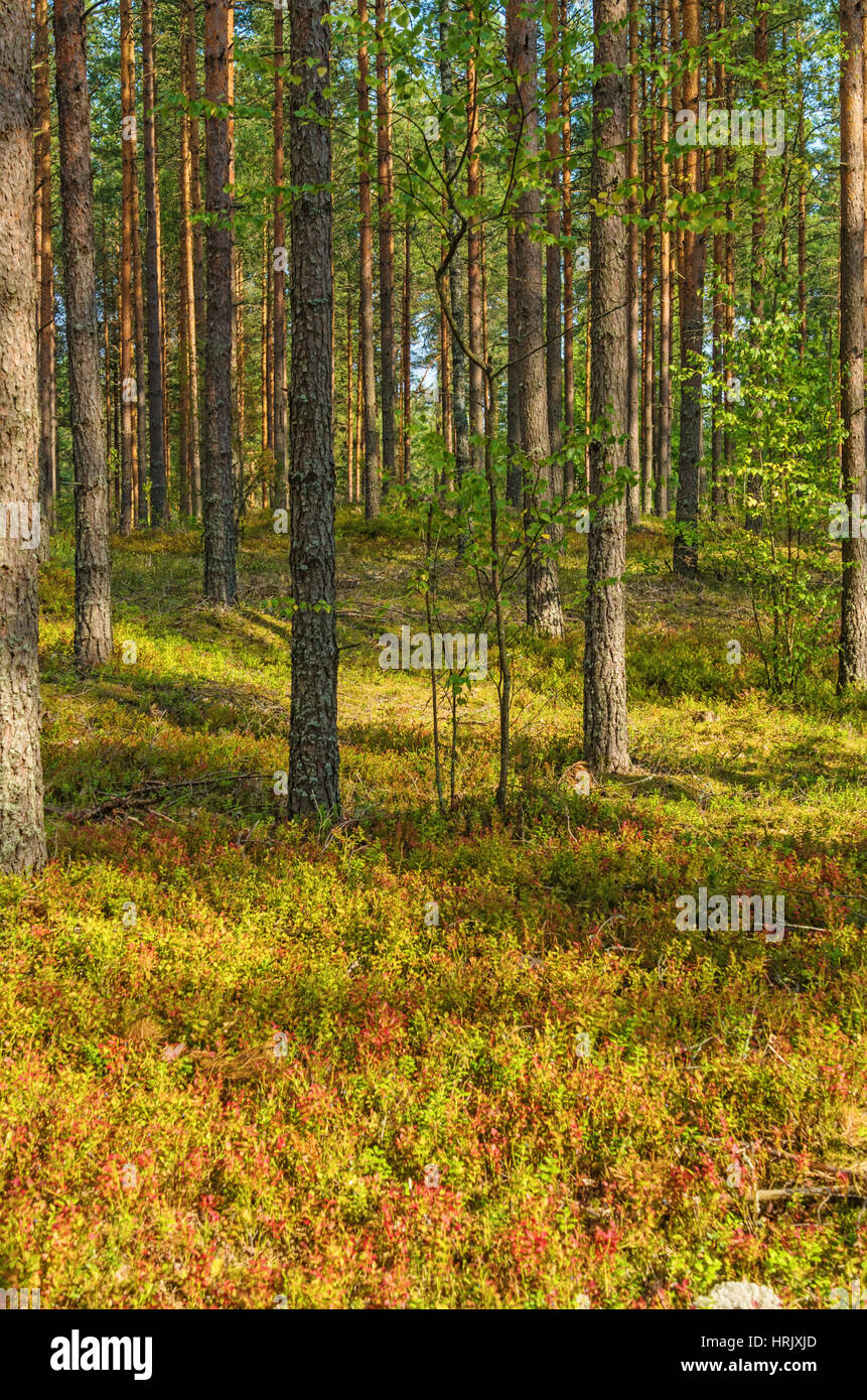 Summer forest landscape Stock Photo - Alamy