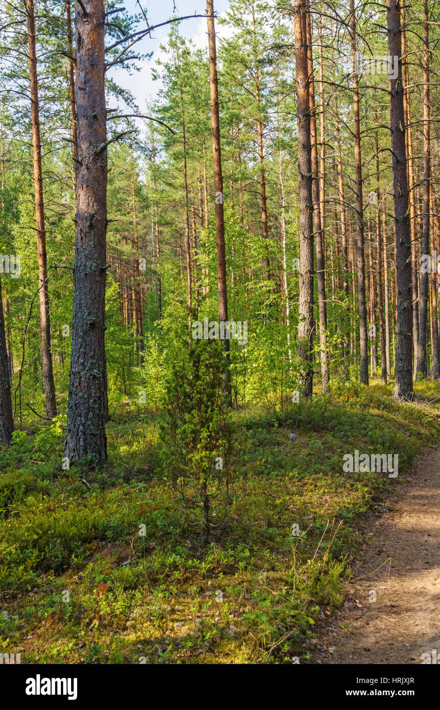 Summer forest landscape Stock Photo - Alamy