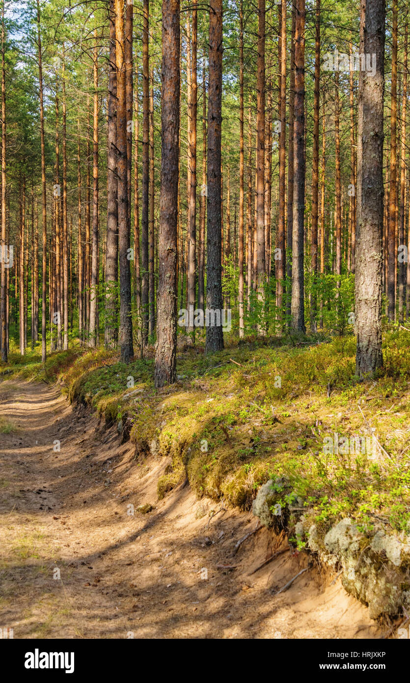 Summer forest landscape Stock Photo - Alamy