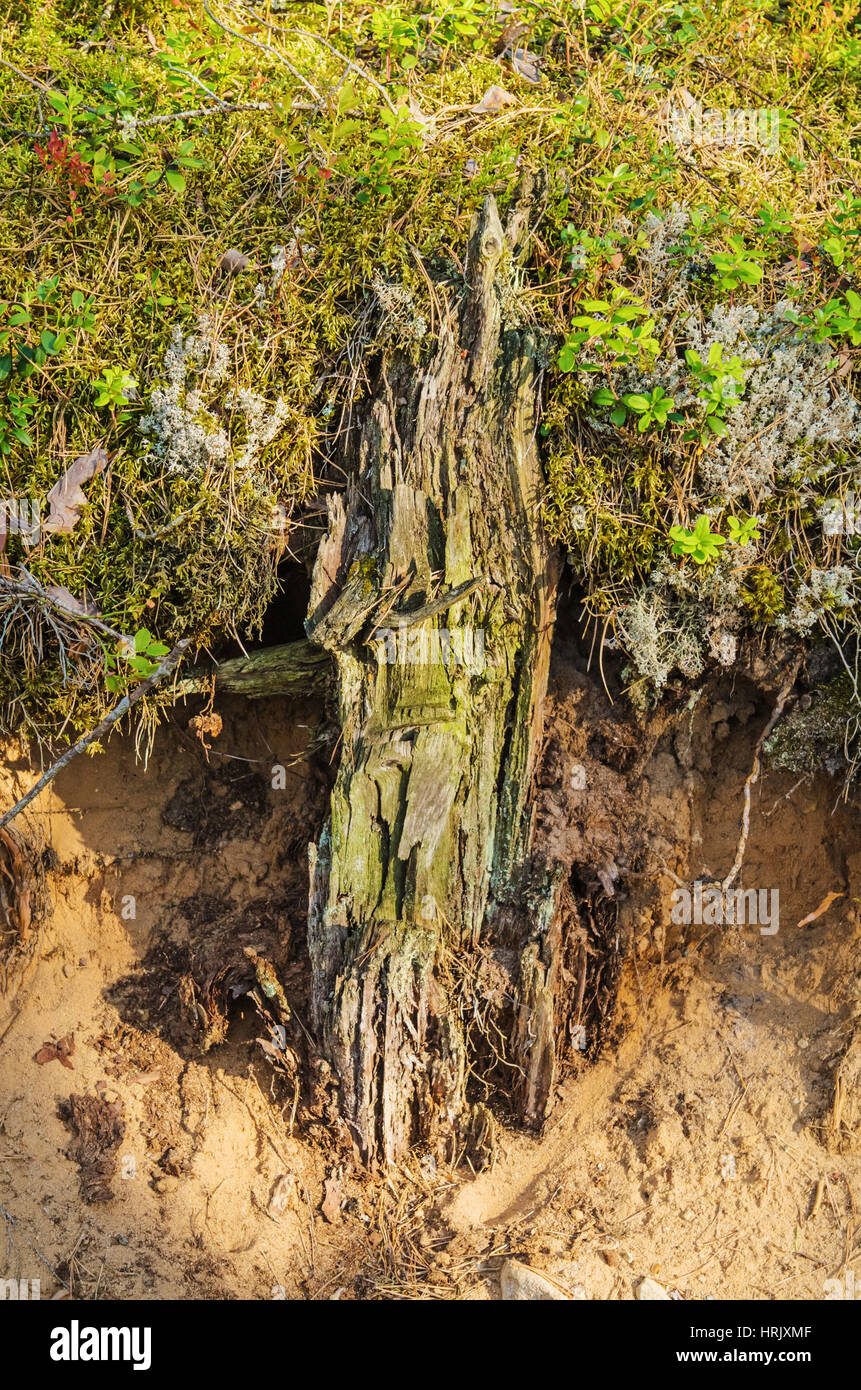The old dried remains of trees in the forest Stock Photo - Alamy