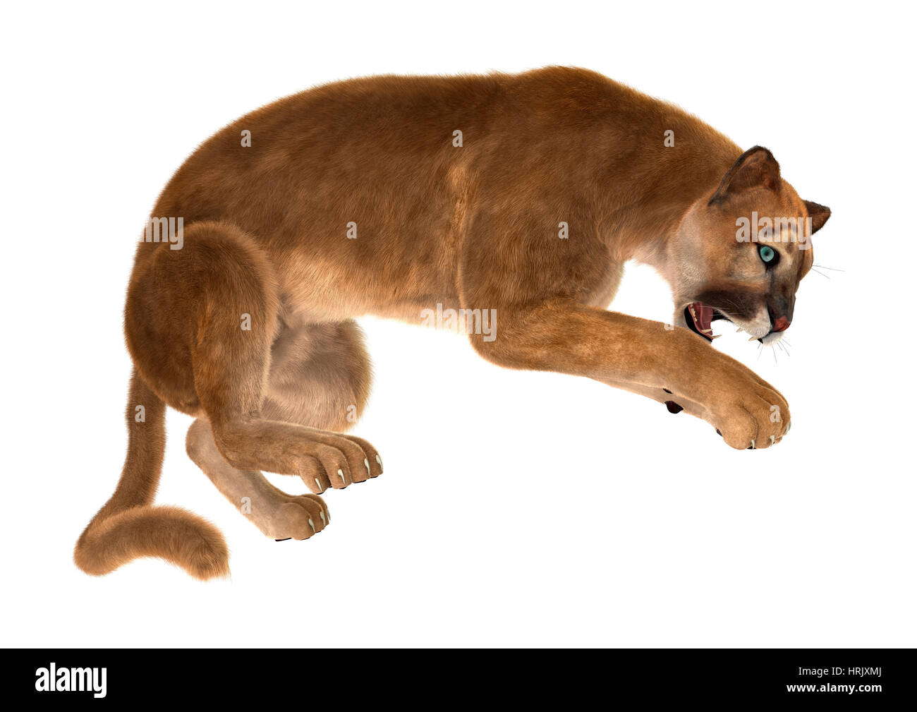 3D rendering of a big cat puma isolated on white background Stock Photo ...