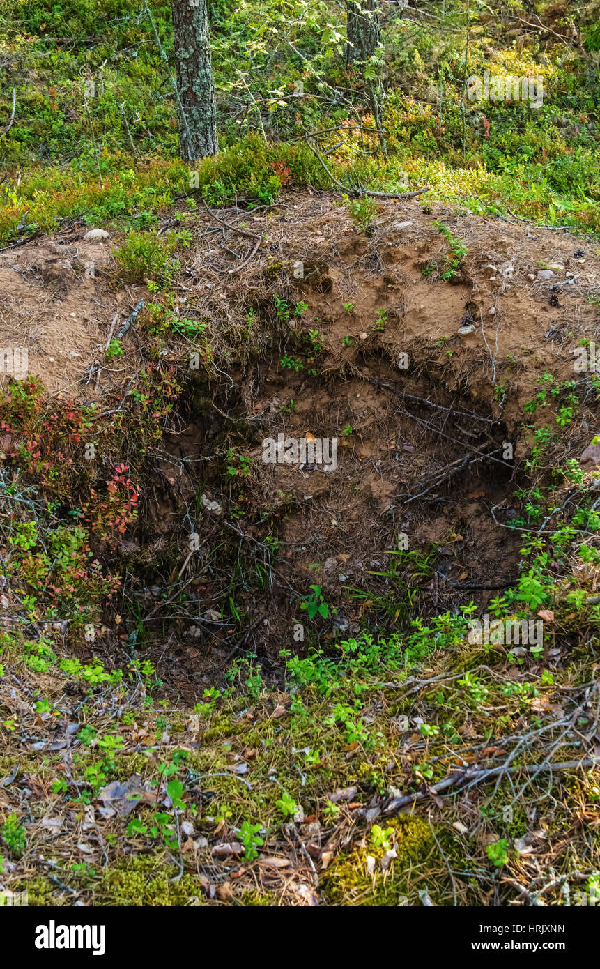 Old animal burrow in the forest Stock Photo - Alamy