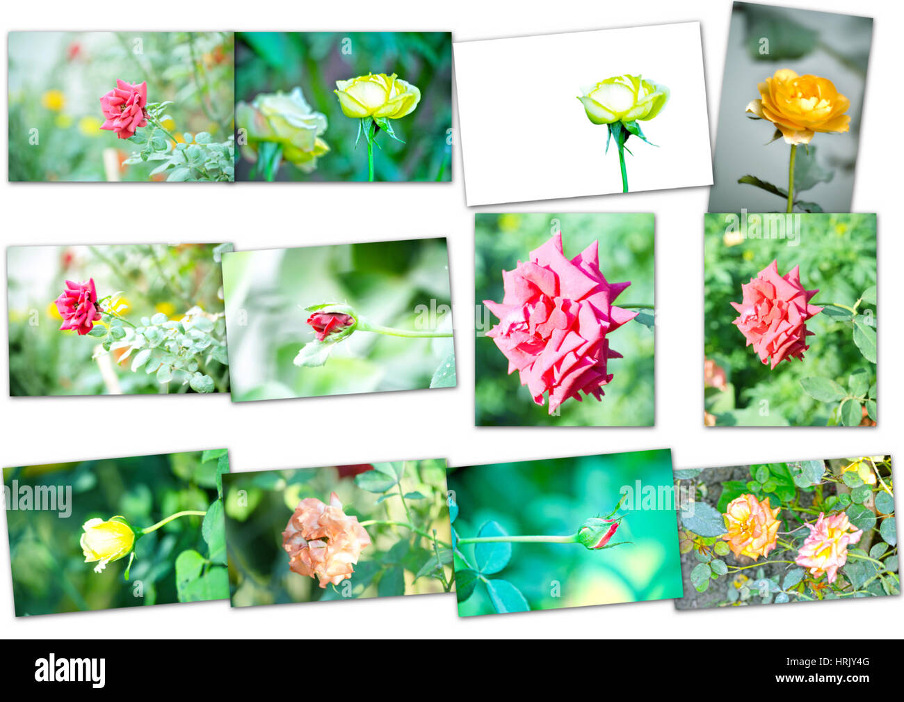 Collage of flowers Stock Photo - Alamy
