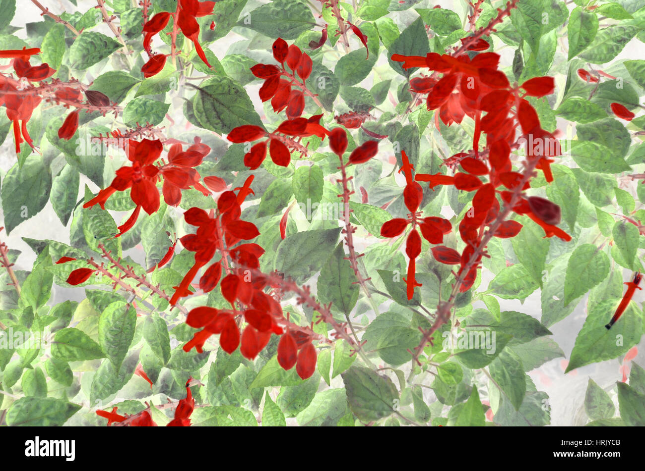 Natural leaf background captured from nature Stock Photo - Alamy