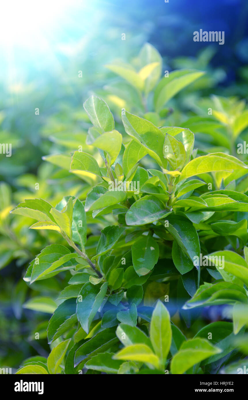 Portrait of green tea leaf on garden field Stock Photo - Alamy