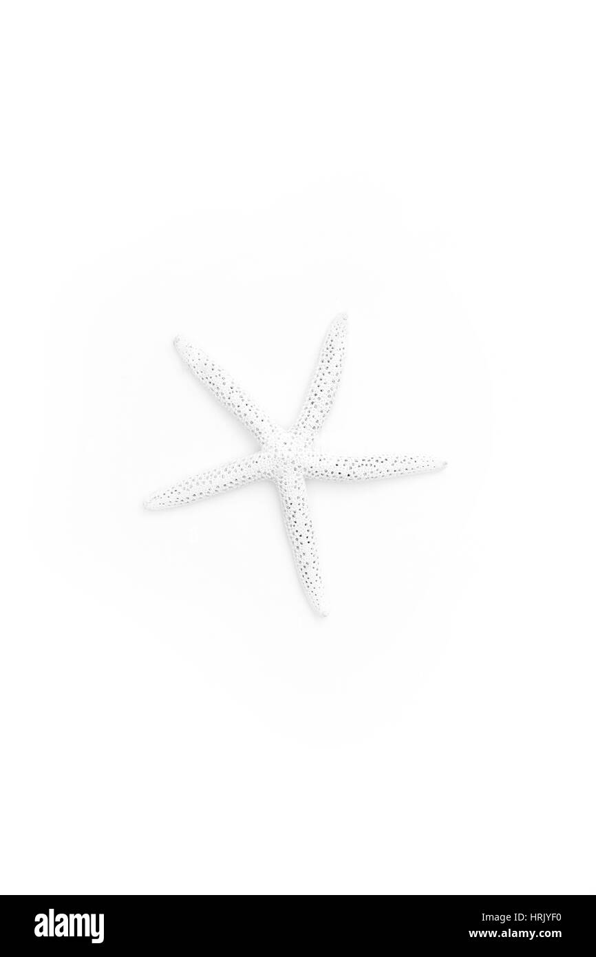Starfish on white background Stock Photo - Alamy