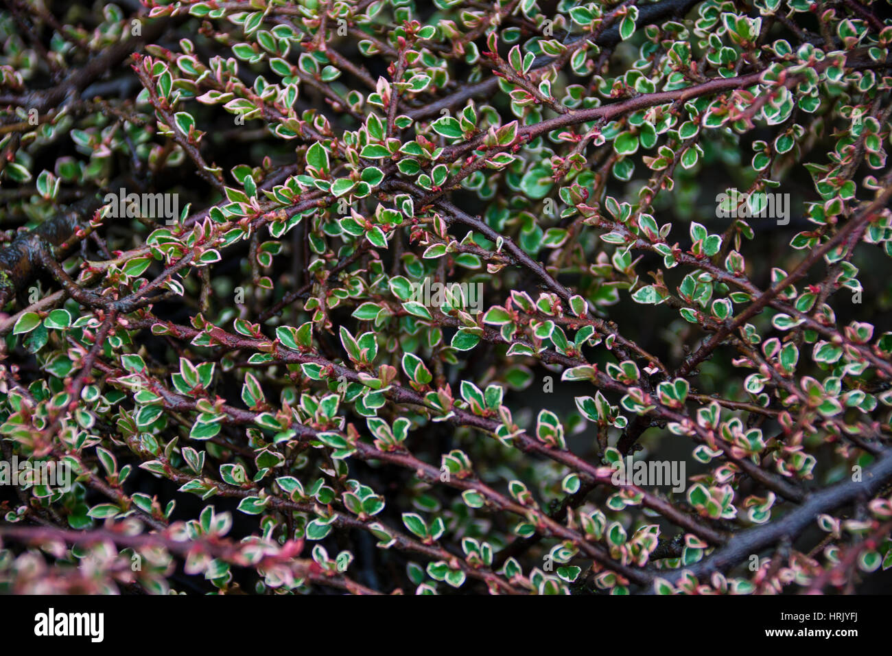 Replete pattern hi-res stock photography and images - Alamy