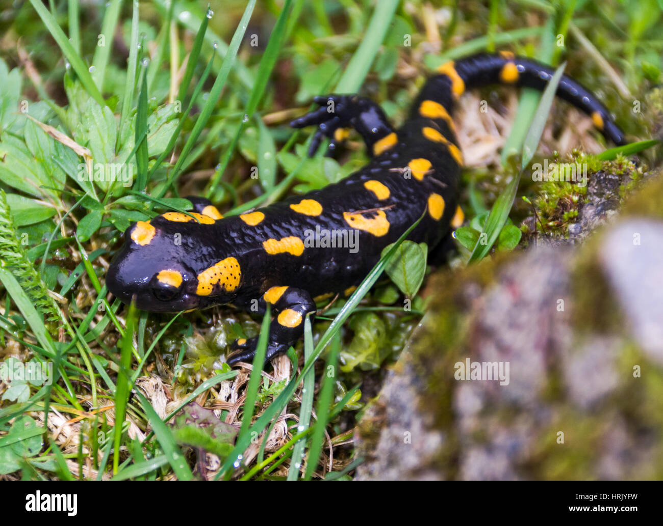 Poisonous Salamander High Resolution Stock Photography and Images - Alamy