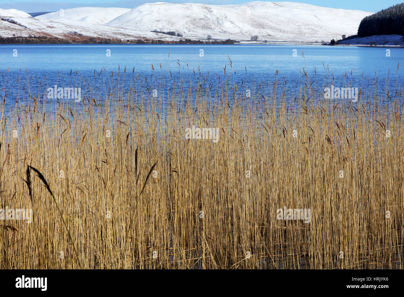 Reed bed at the side of St Marys loch.Scotland Stock Photo - Alamy