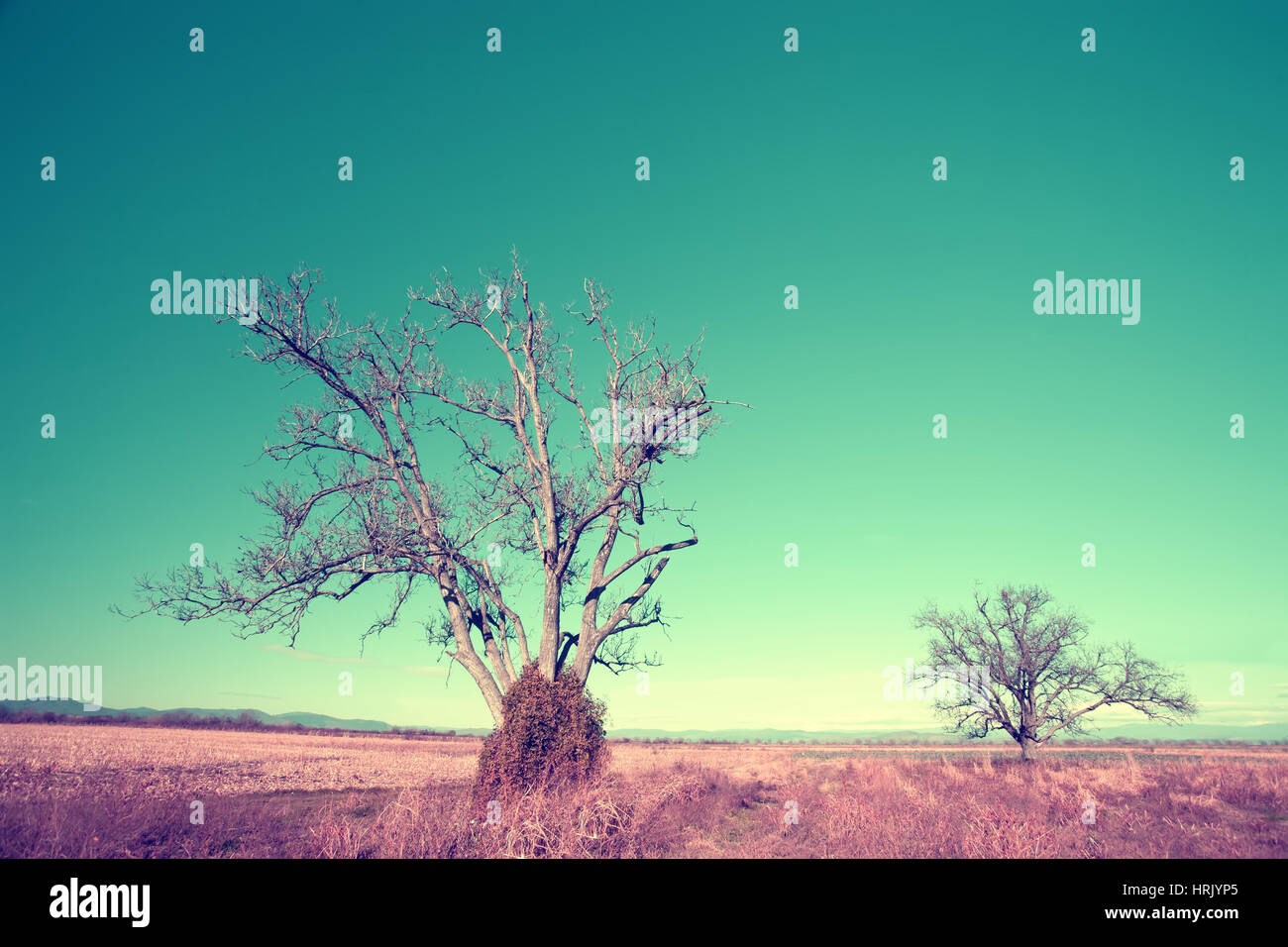 infrared landscape with two strange trees in the field Stock Photo - Alamy