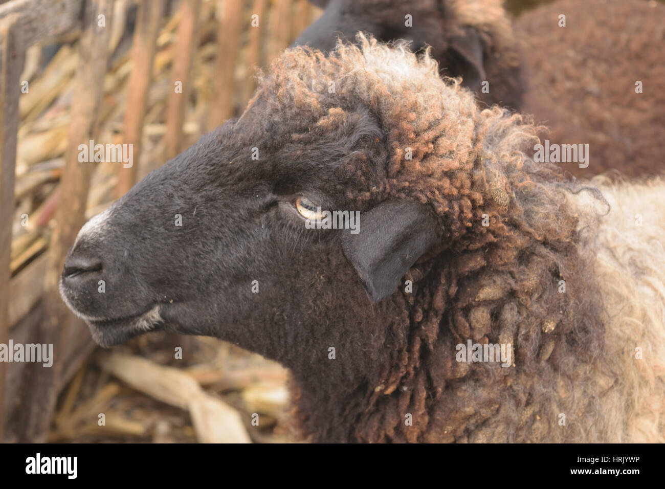 Sheep Head Side View High Resolution Stock Photography and Images - Alamy