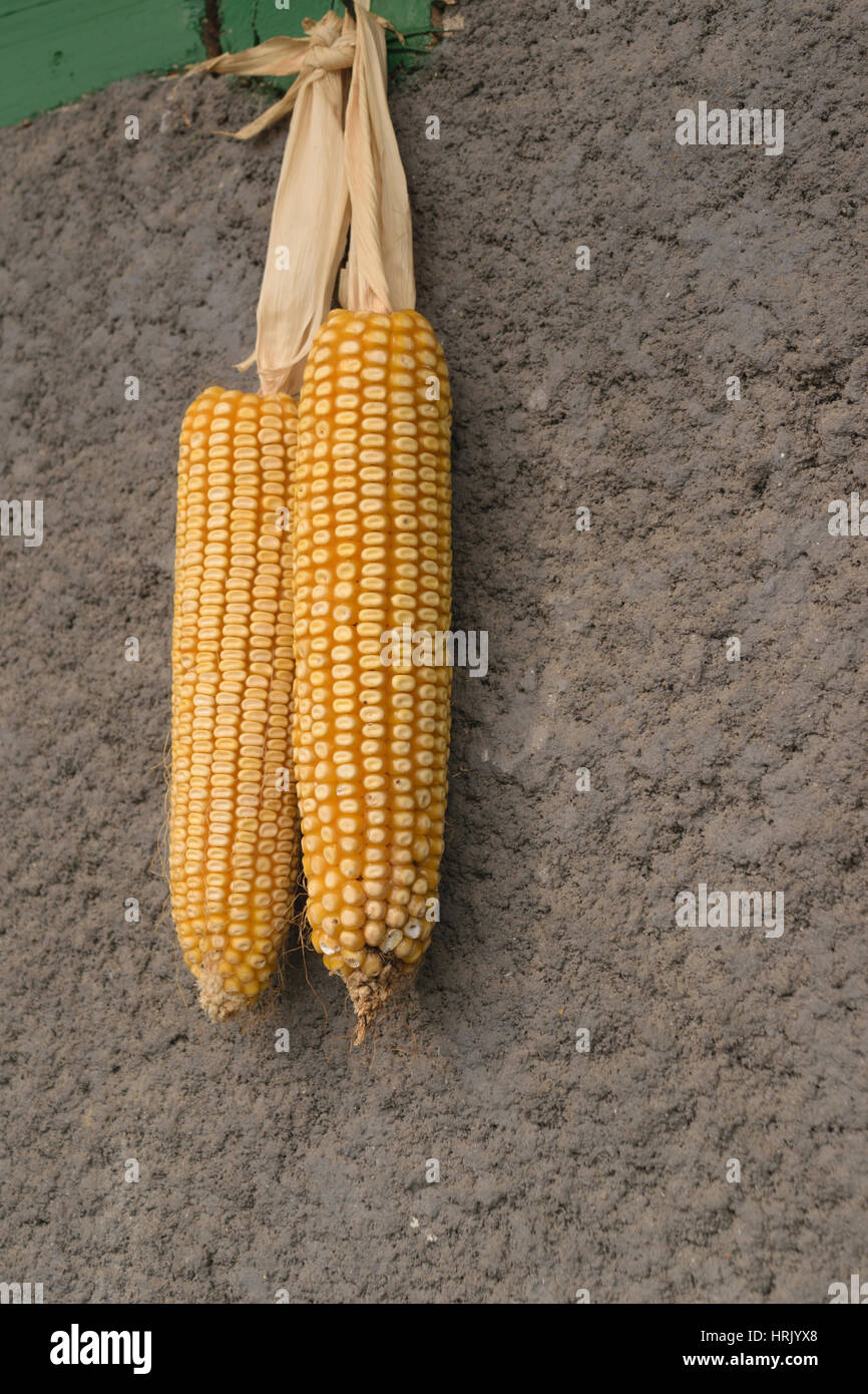 Two corn cobs on hi-res stock photography and images - Alamy