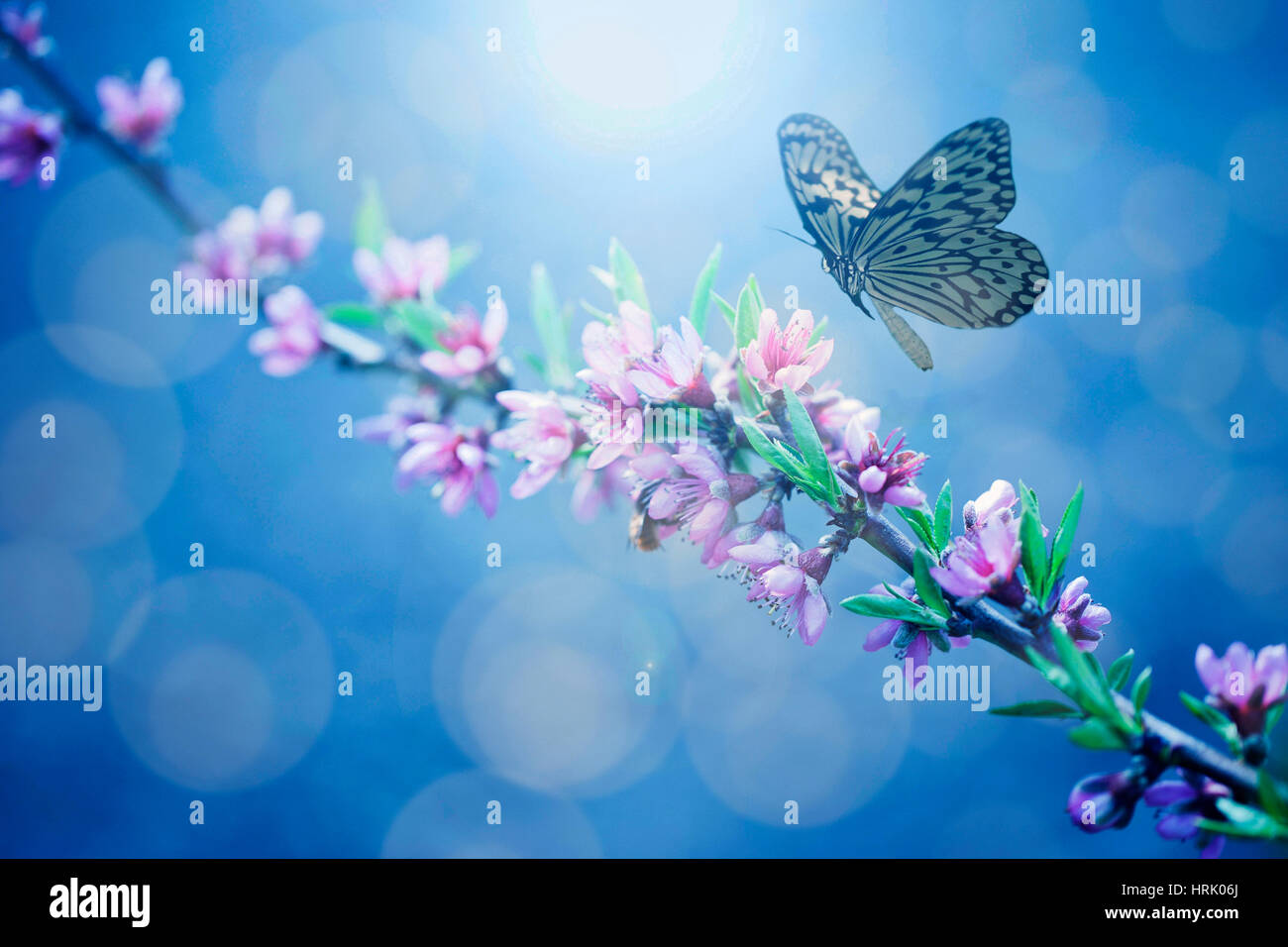 Butterfly and spring flower blossoms Stock Photo - Alamy