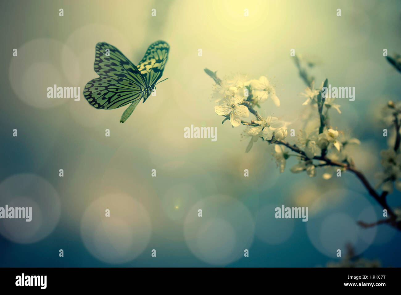 Butterfly and spring flower blossoms Stock Photo - Alamy