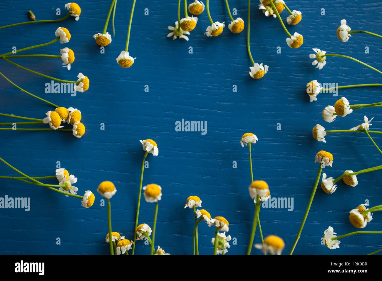 Wild camomile frame on a blue wooden background Stock Photo - Alamy