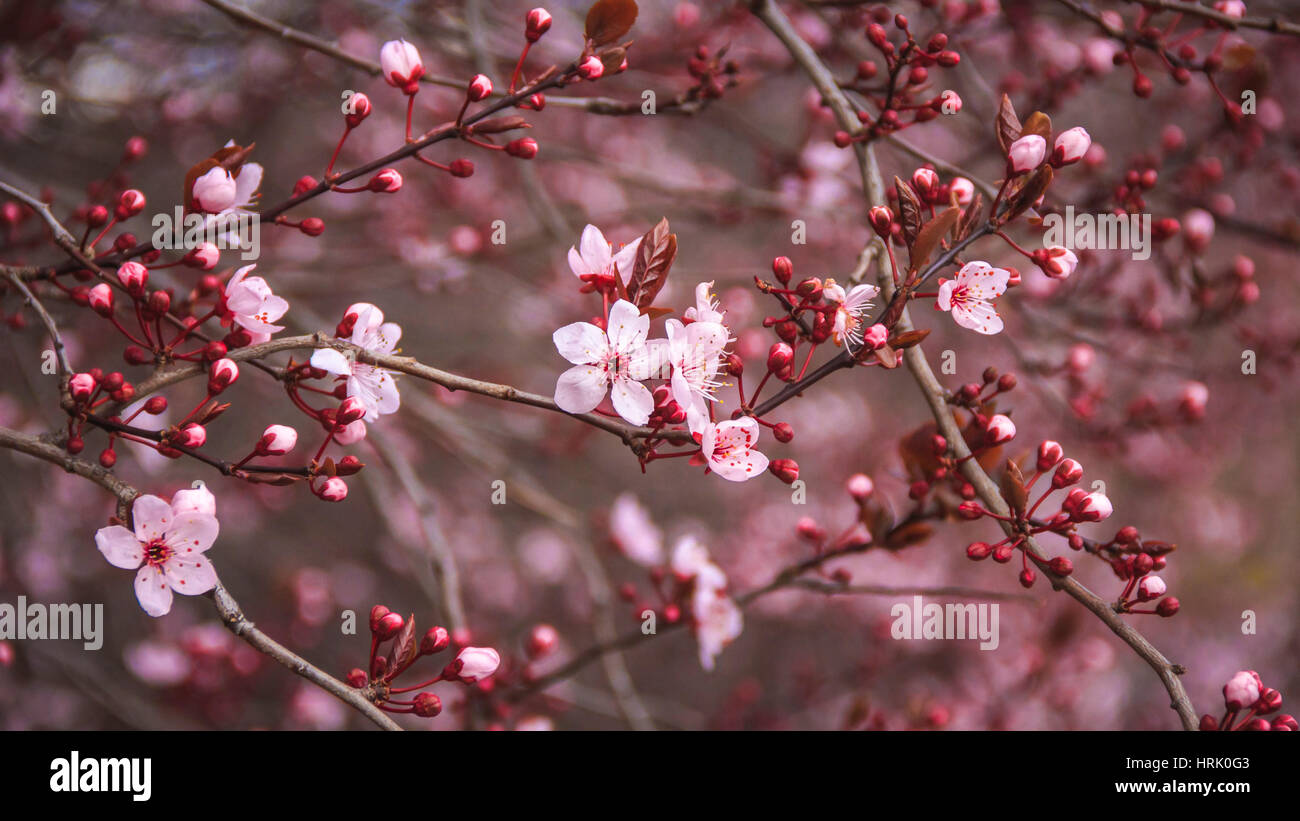 Red cherry blossom Stock Photo - Alamy