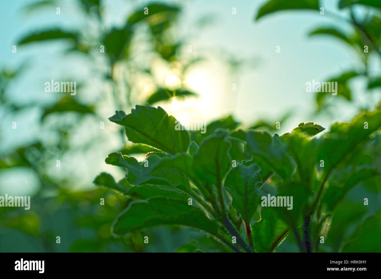 Natural Autumn tree on sky with sun Stock Photo - Alamy