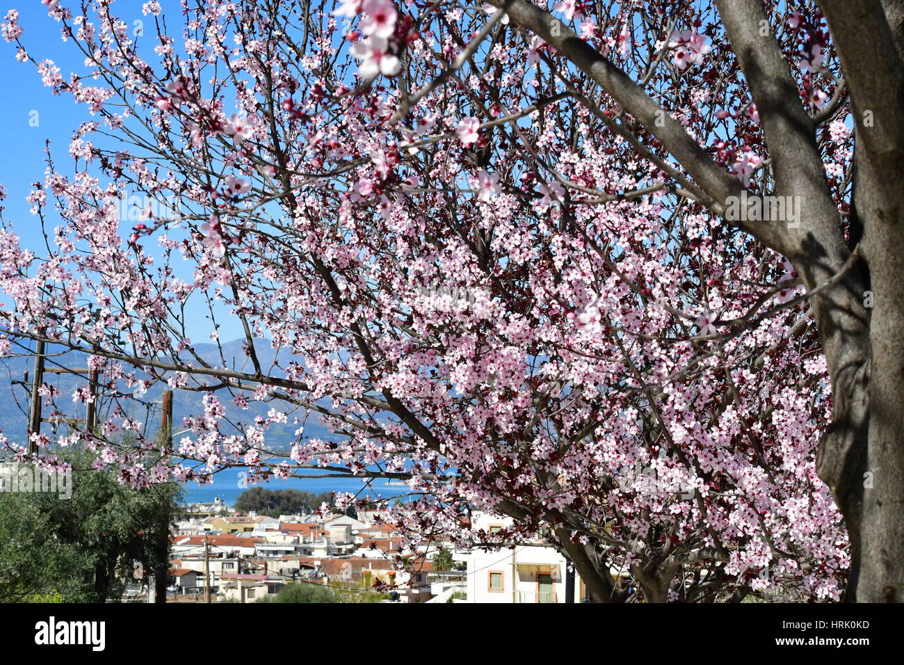 Nafplio, Greece,Blossoms apricot trees in an area of the city of ...