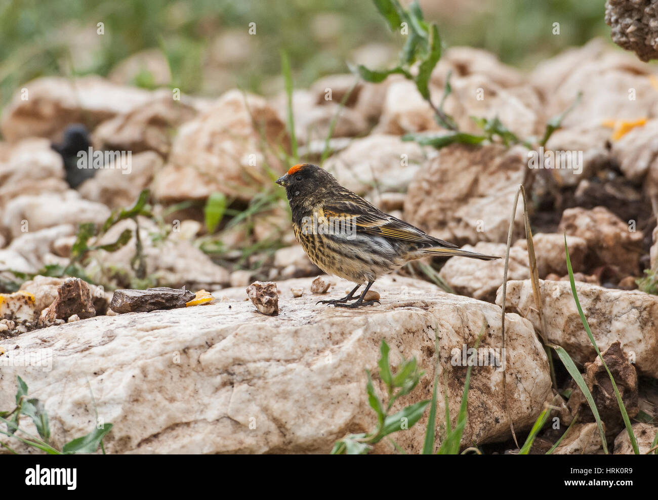 Red fronted Serin Saklikent ski resort near Antalya Southern Turkey ...