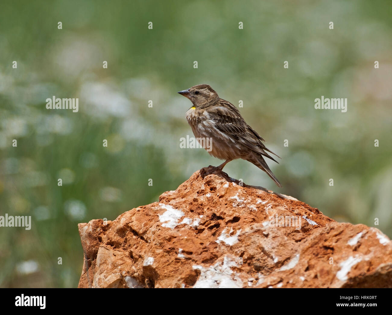 Rock sparroe hi-res stock photography and images - Alamy