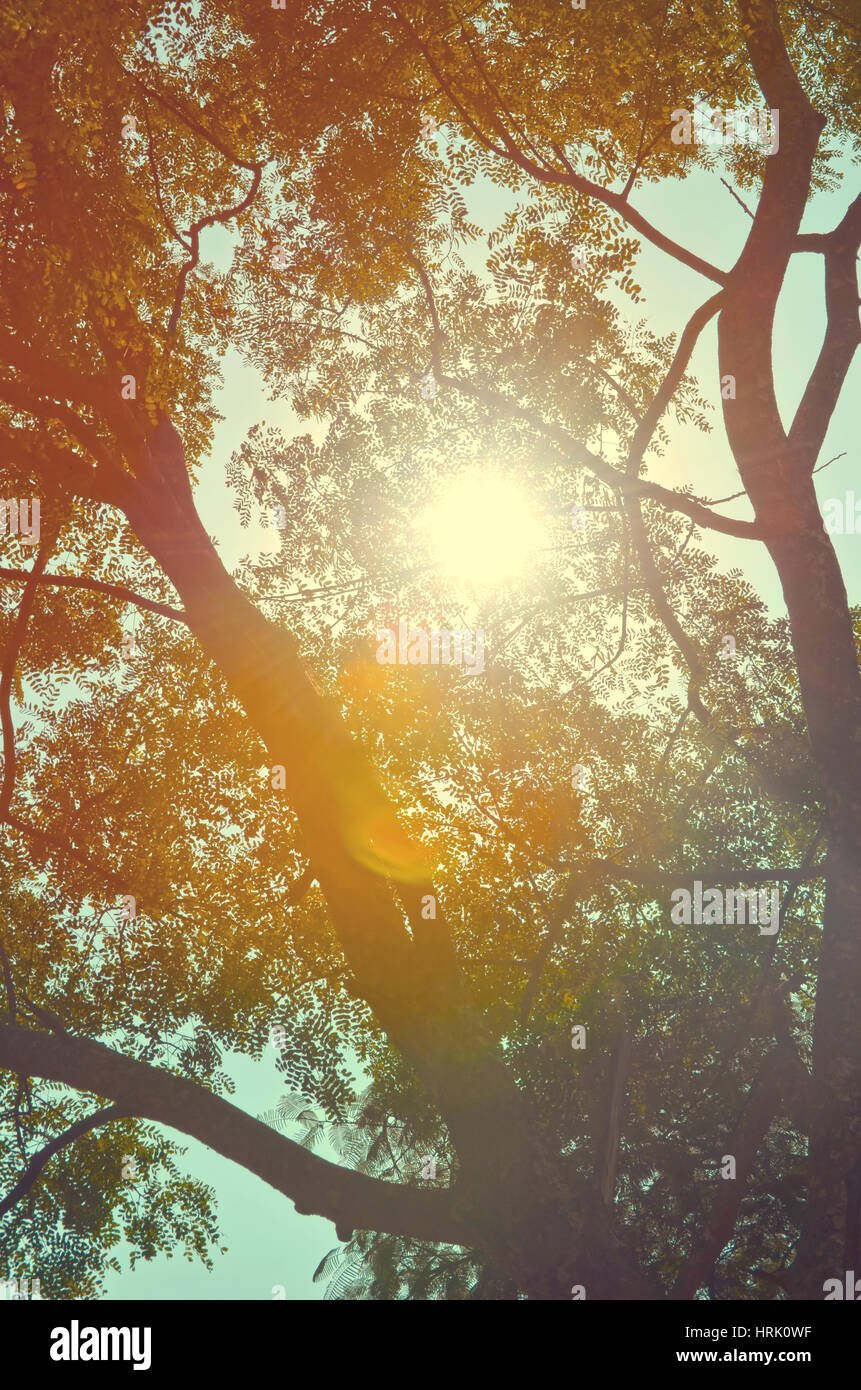 Autumn forest tree with sunset Stock Photo - Alamy