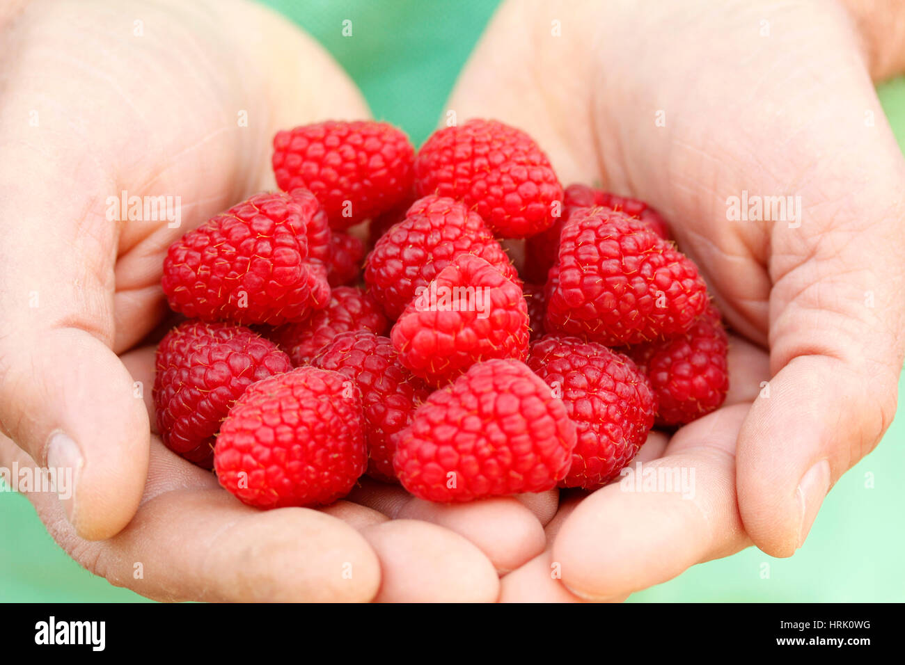 Picking wild raspberries hi-res stock photography and images - Alamy