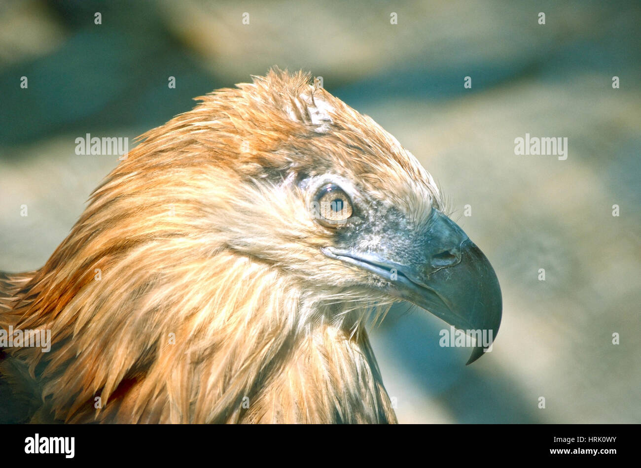 Pure White Eagle High Resolution Stock Photography and Images - Alamy