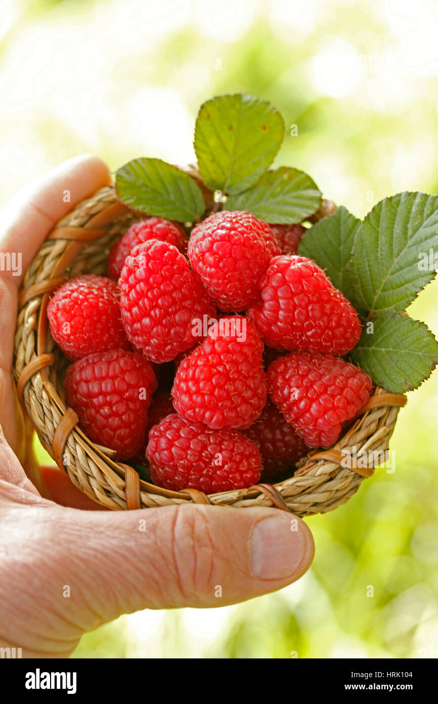 Picking wild raspberries hi-res stock photography and images - Alamy