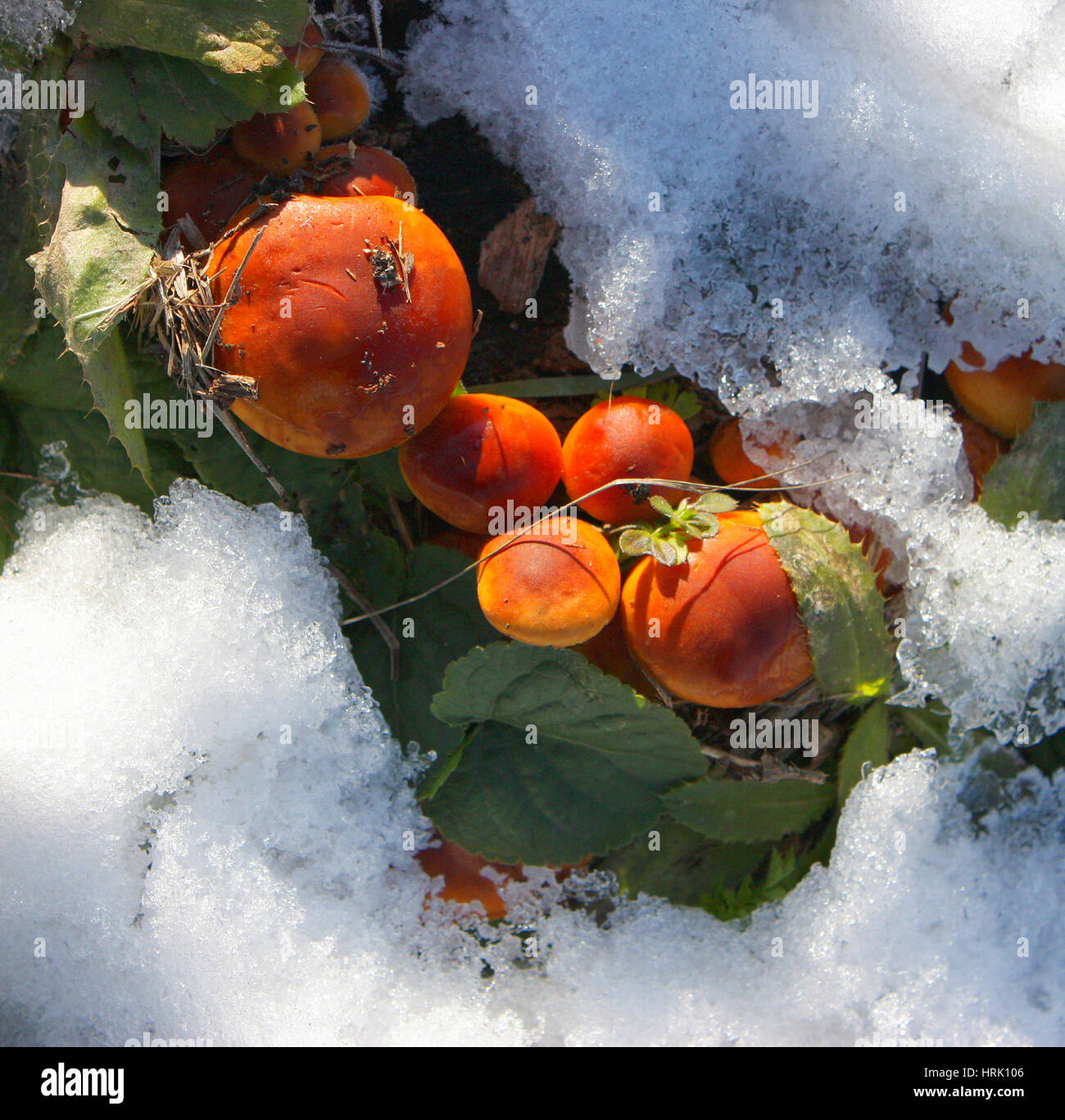 Strong real winter in hi-res stock photography and images - Alamy