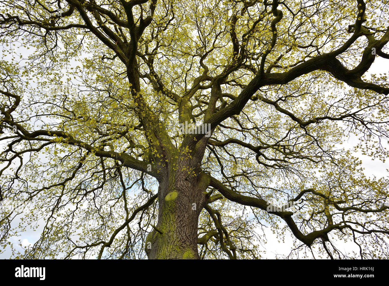 Treetop, solitary oak tree, English oak (Quercus robur) in spring, leaf ...