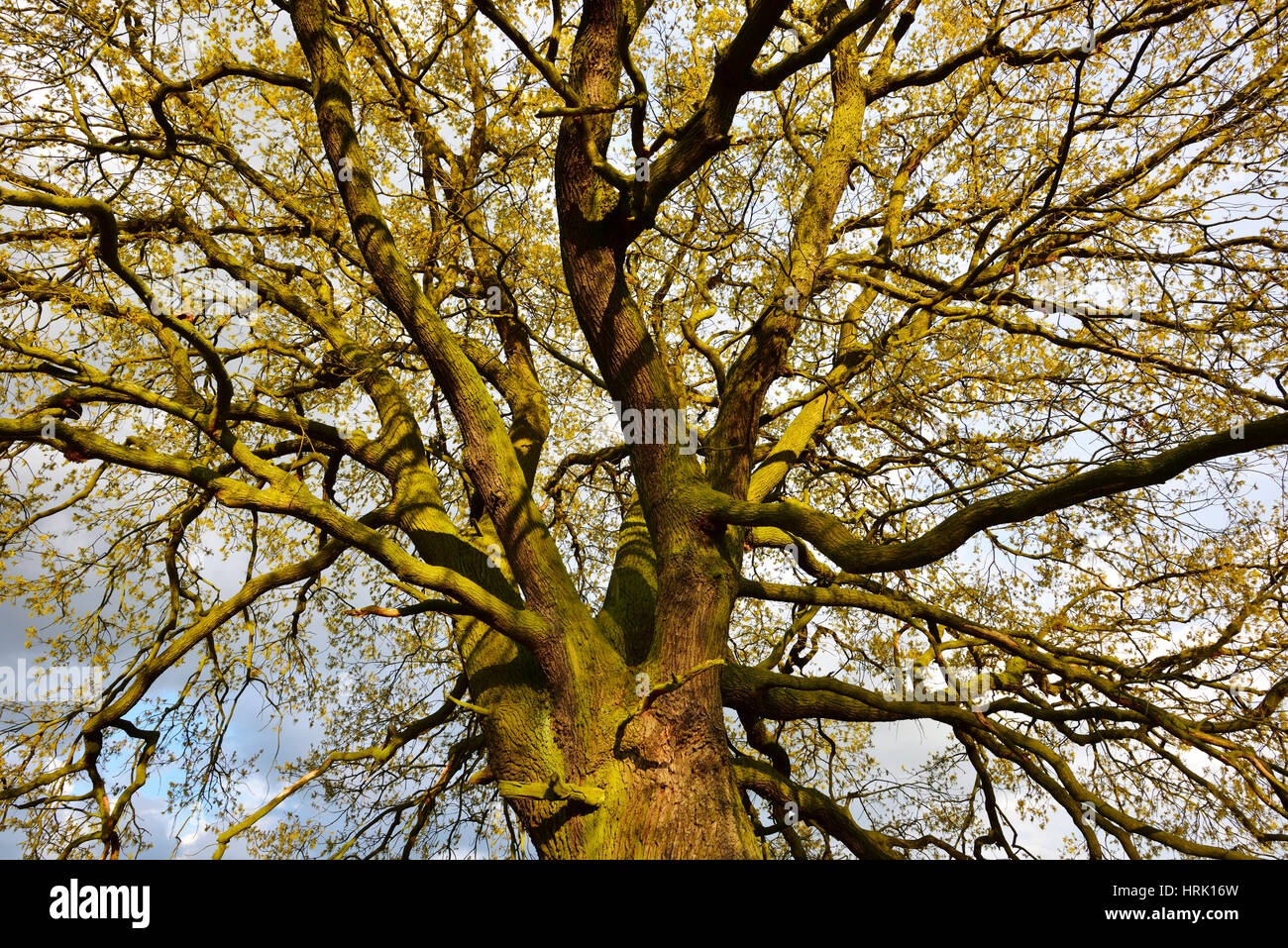 Treetop, solitary oak tree, English oak (Quercus robur) in spring, leaf ...