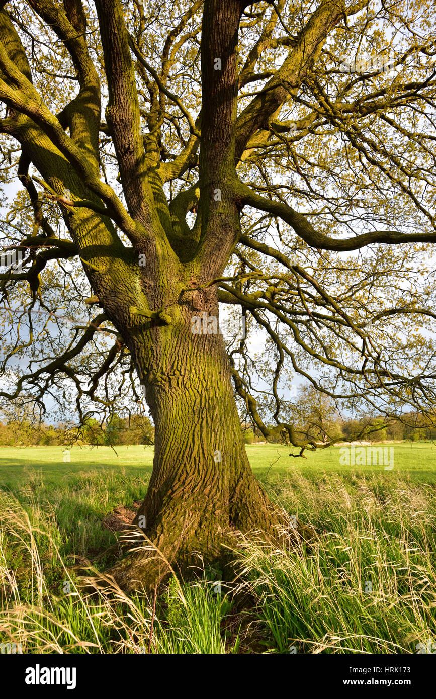 Solitary oak tree, English oak (Quercus robur) in spring, leaf shoots ...